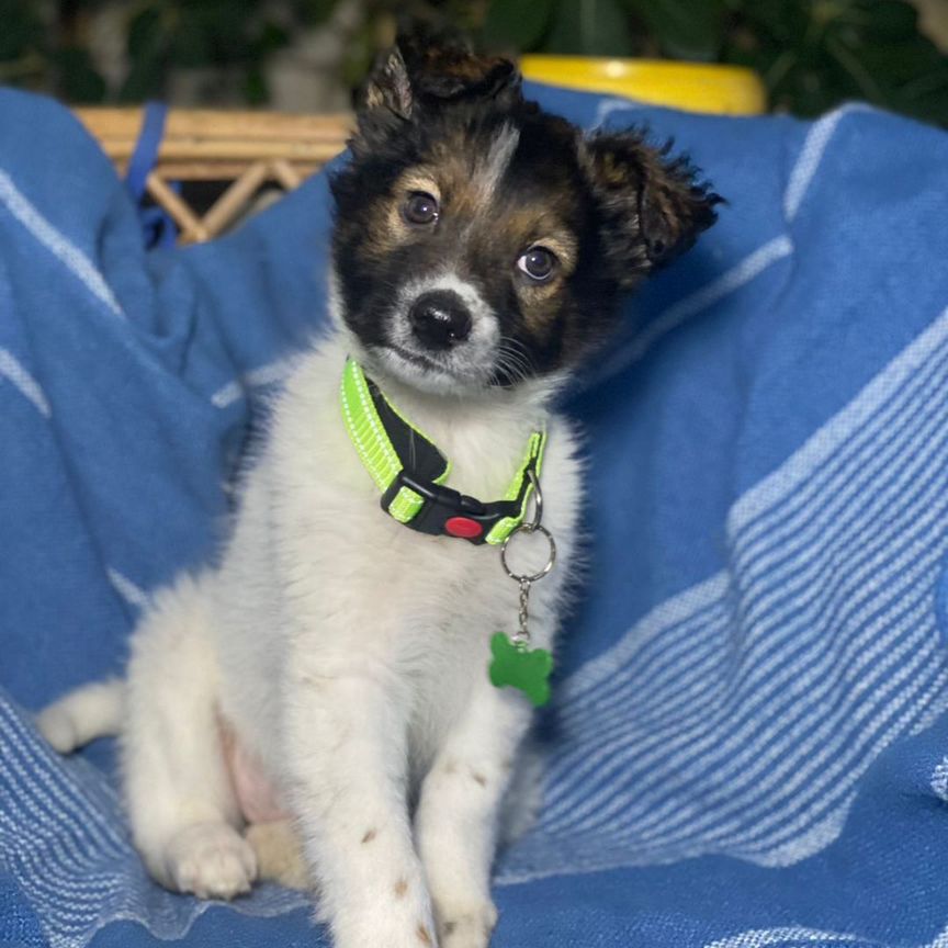 Щенки в добрые руки