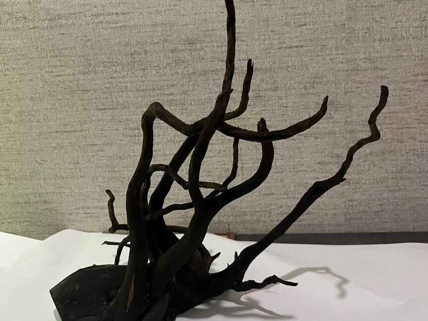 Мангровая коряга