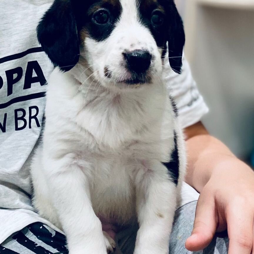 Щенок бигль мальчик