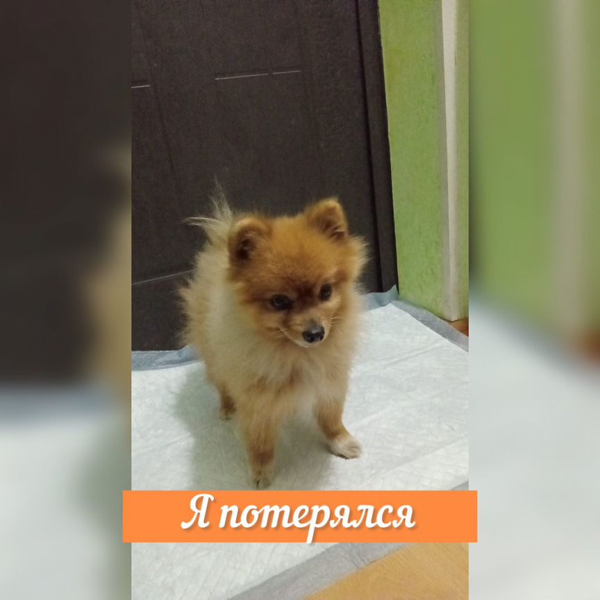 Шпиц