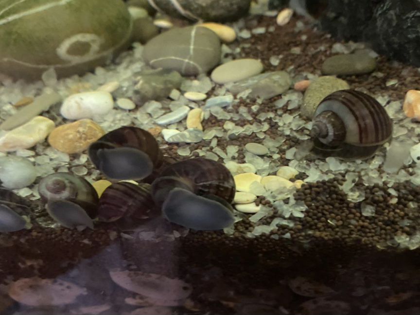 Улитки аквариумные ампулярии черничные