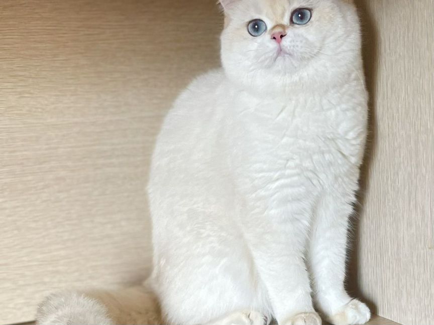 Британская золотая шиншилла