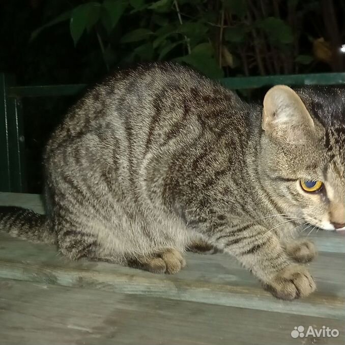 Котёнка мальчишку в добрые руки. Серый с полосами