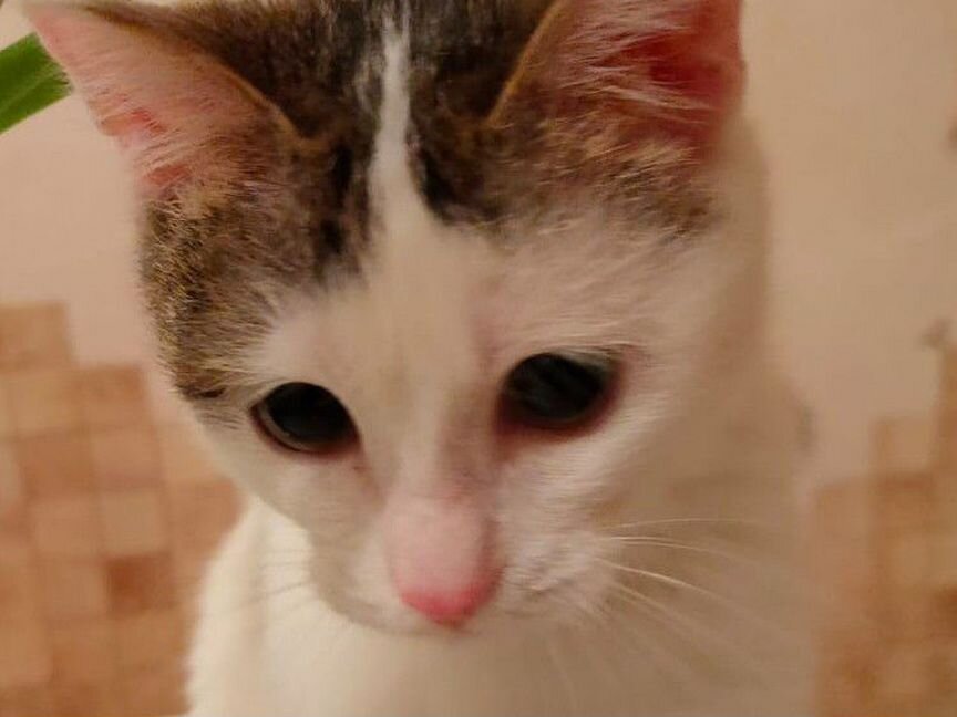 Котик