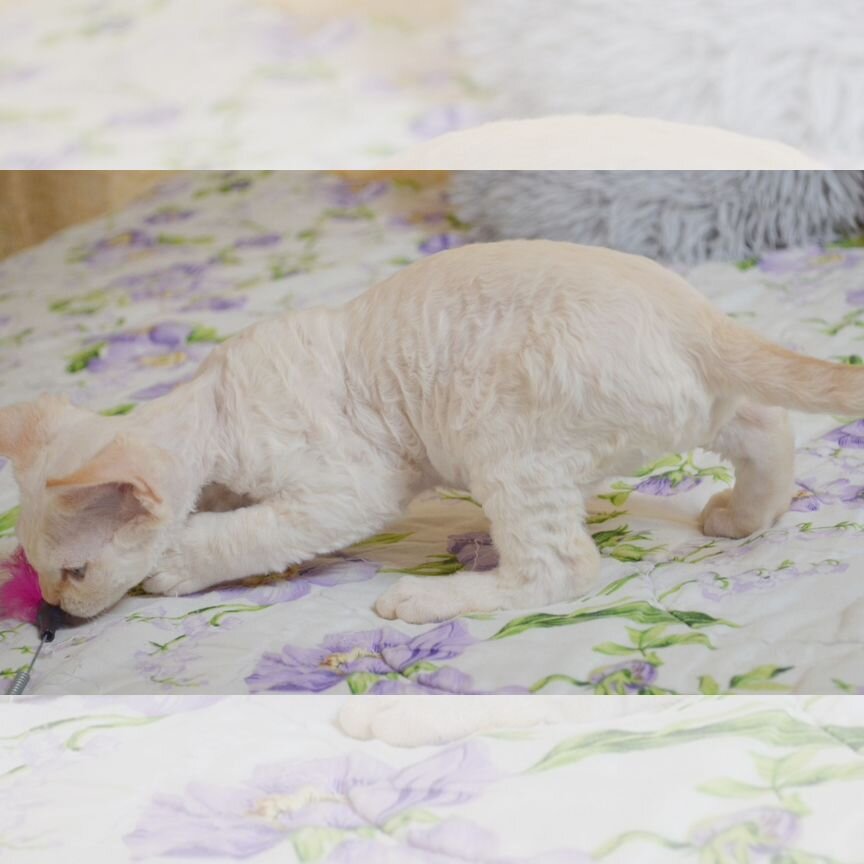 Девон-рекс котёнок