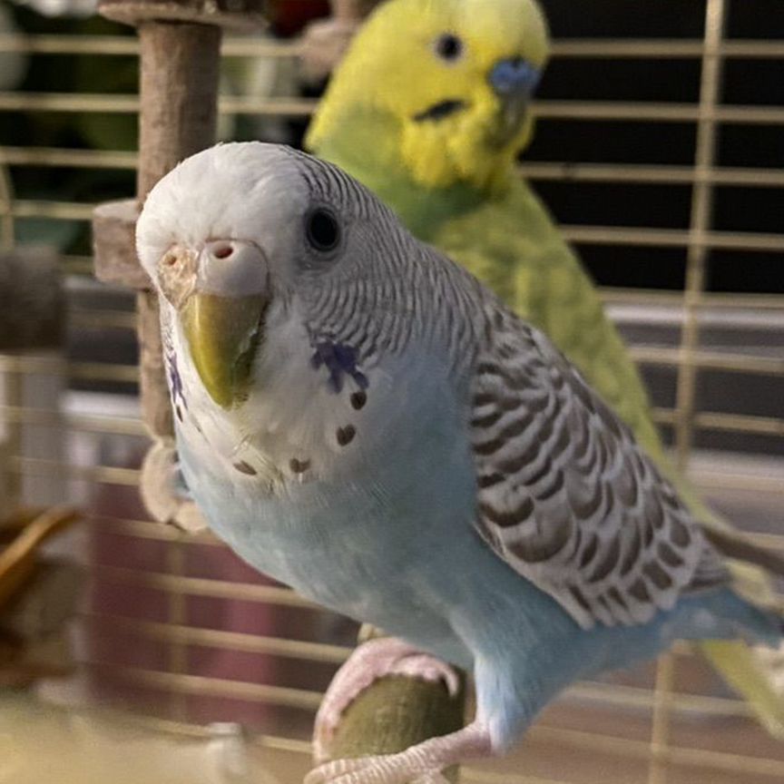 Волнистые попугаи девочка и мальчик