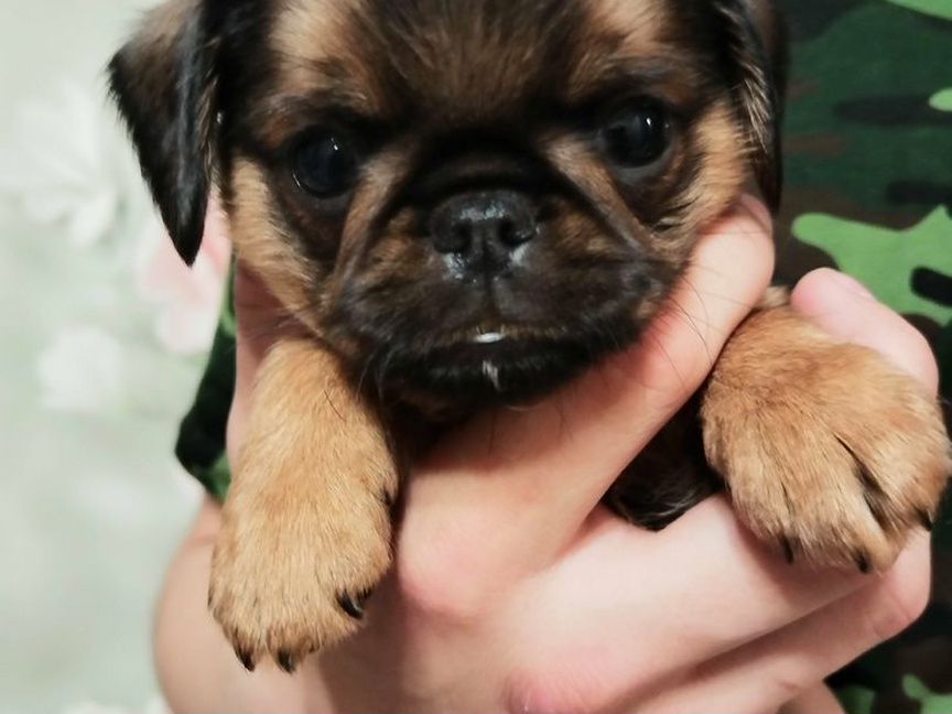 Пти брабансон