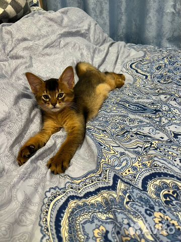 Сомалийские котята