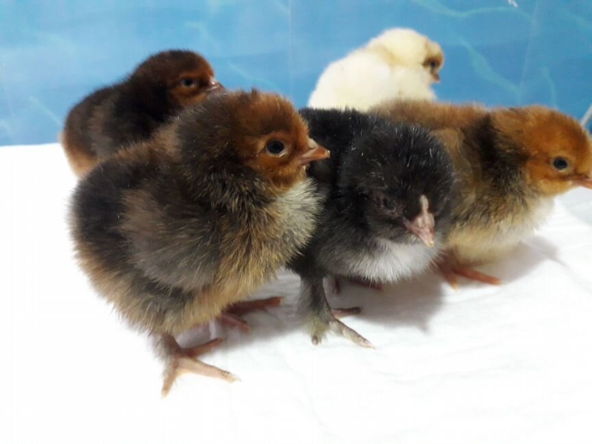 Цыплята несушки