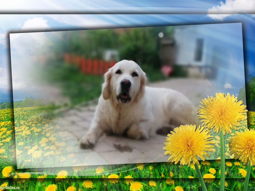 Щенки золотистого ретривера