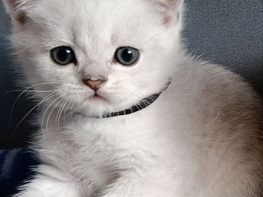 Серебристая шиншилла