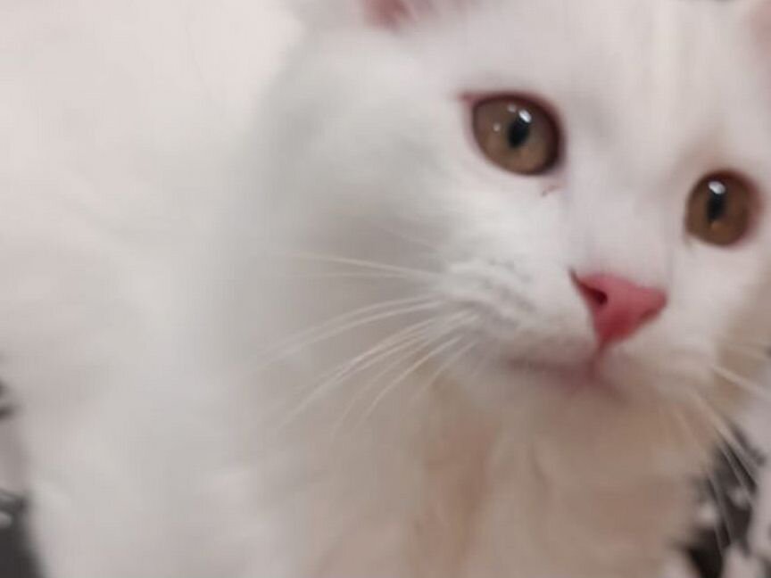 Полу мейкуниха