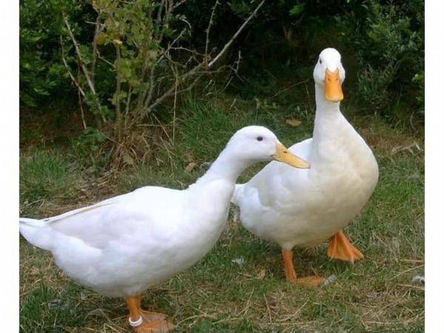 Утка стар-53