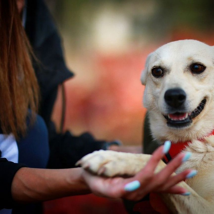 Нежнейшая Хасенька в добрые руки