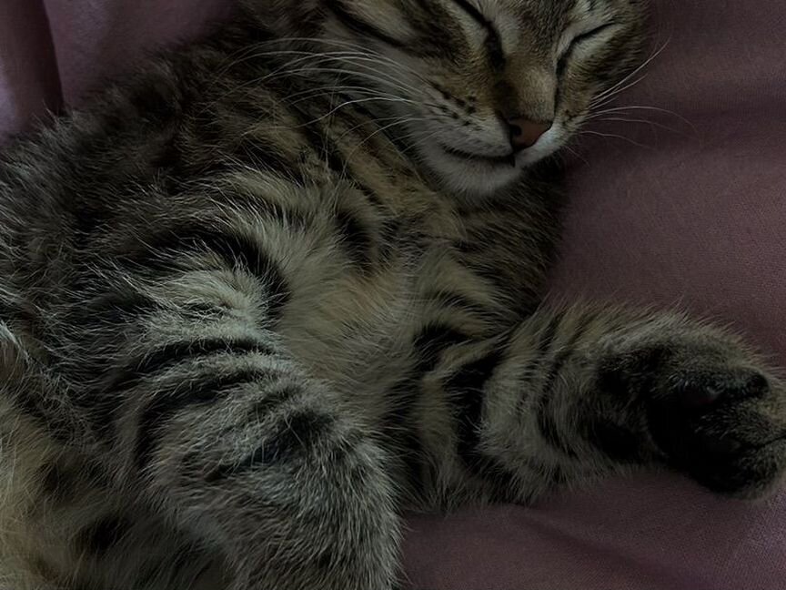 Котенок мальчик бесплатно