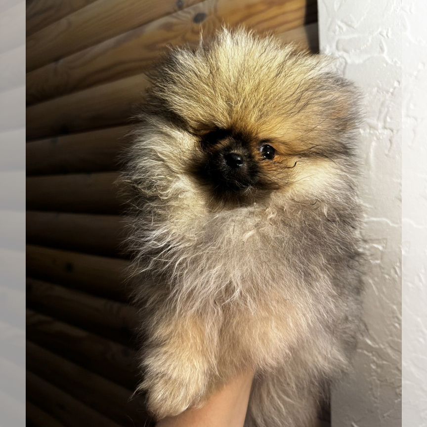 Померанский шпиц, щенок