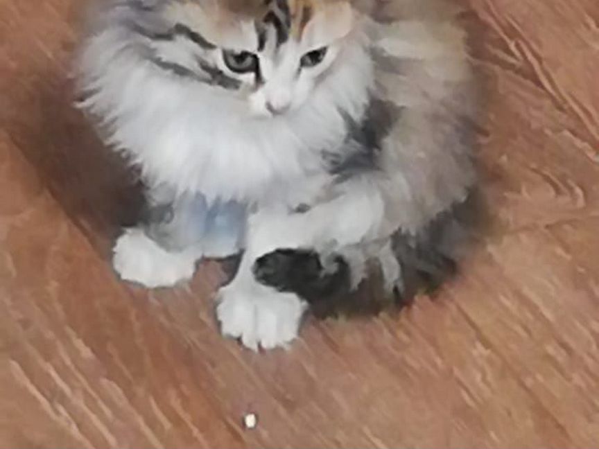 Котёнок в добрые руки бесплатно