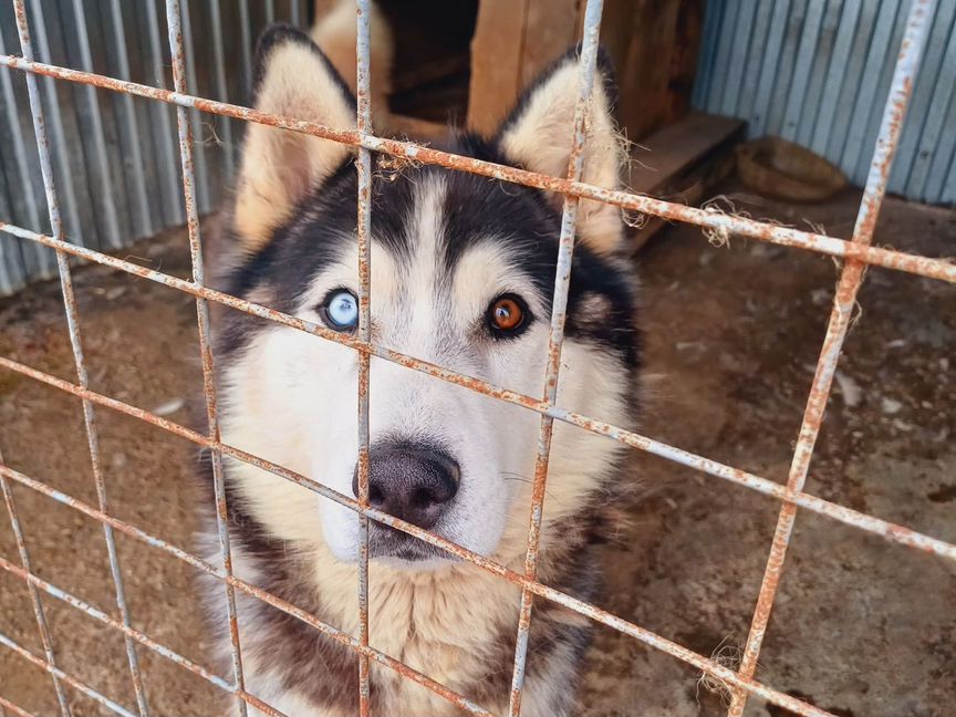 Собаки бесплатно