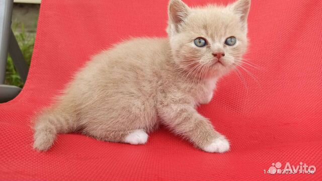 Котята Шотландские
