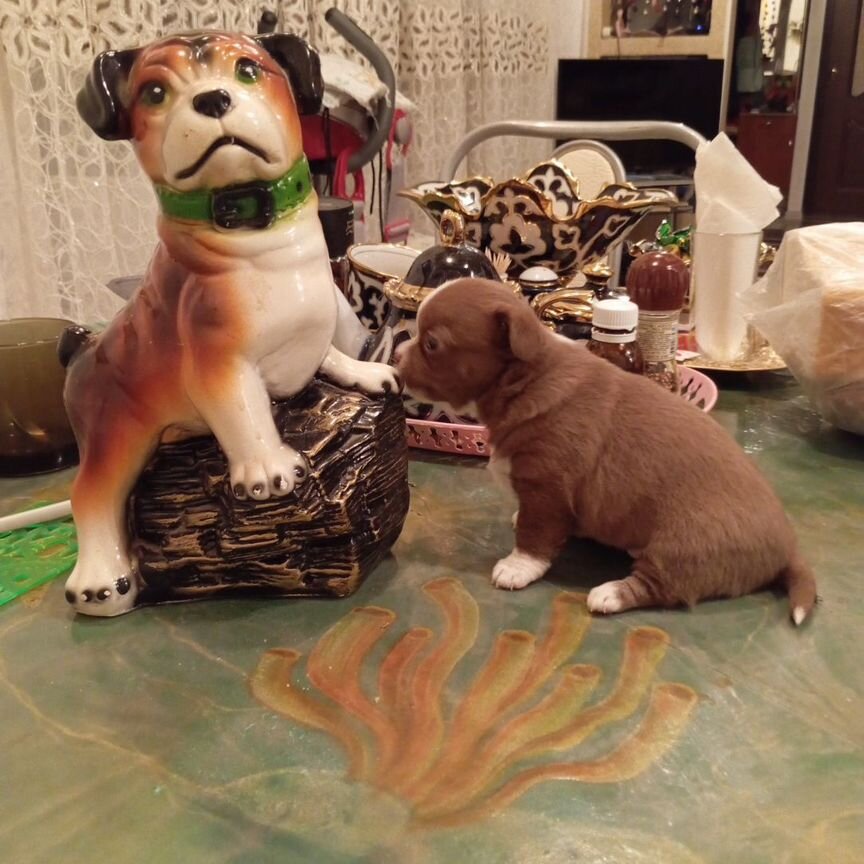 Очаровательная чиходевушка