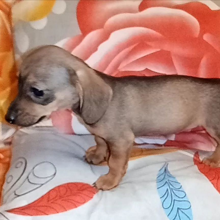 Такса девочка 2 месяца