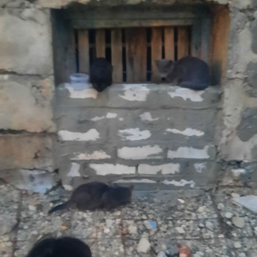 Котята серые и черные