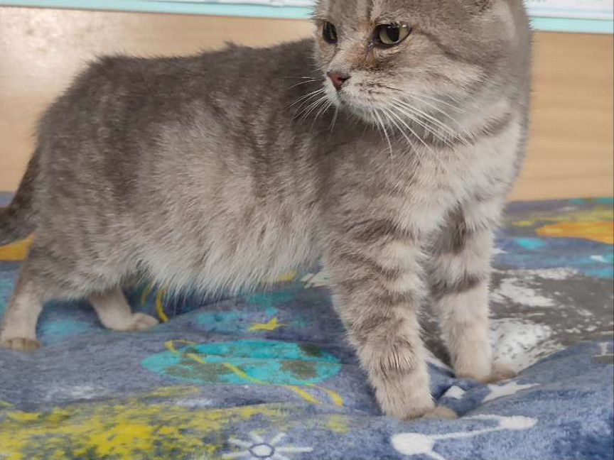 Молодая кошечка бесплатно