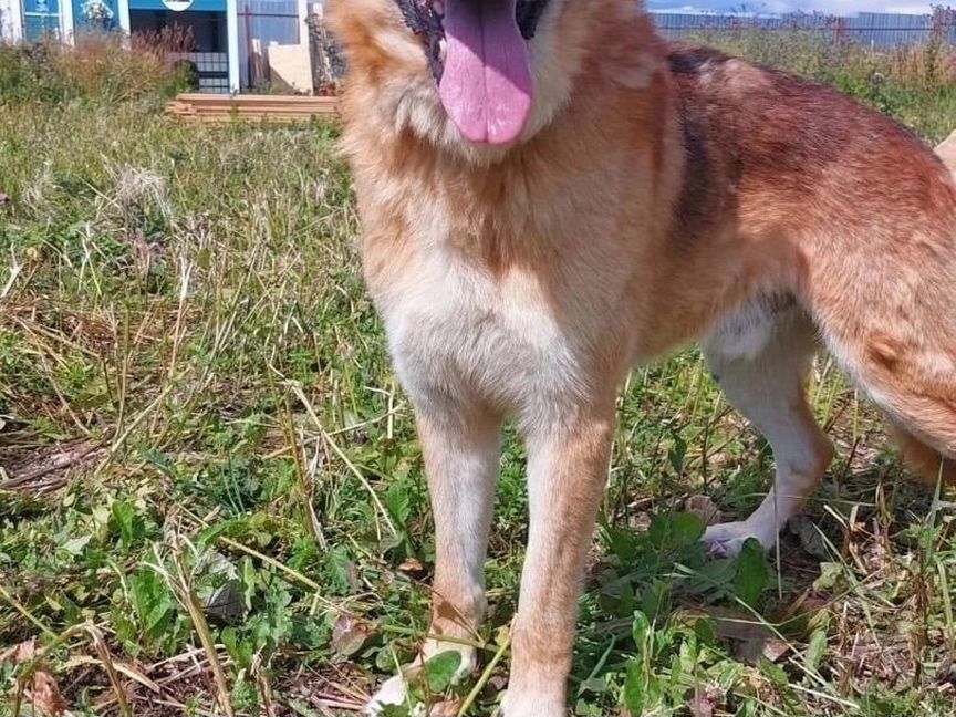 Пес Леха в добрые руки