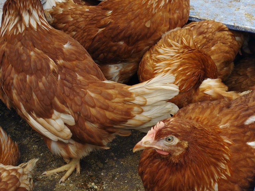 Куры несушки, гусята, утята, бройлеры, муларды