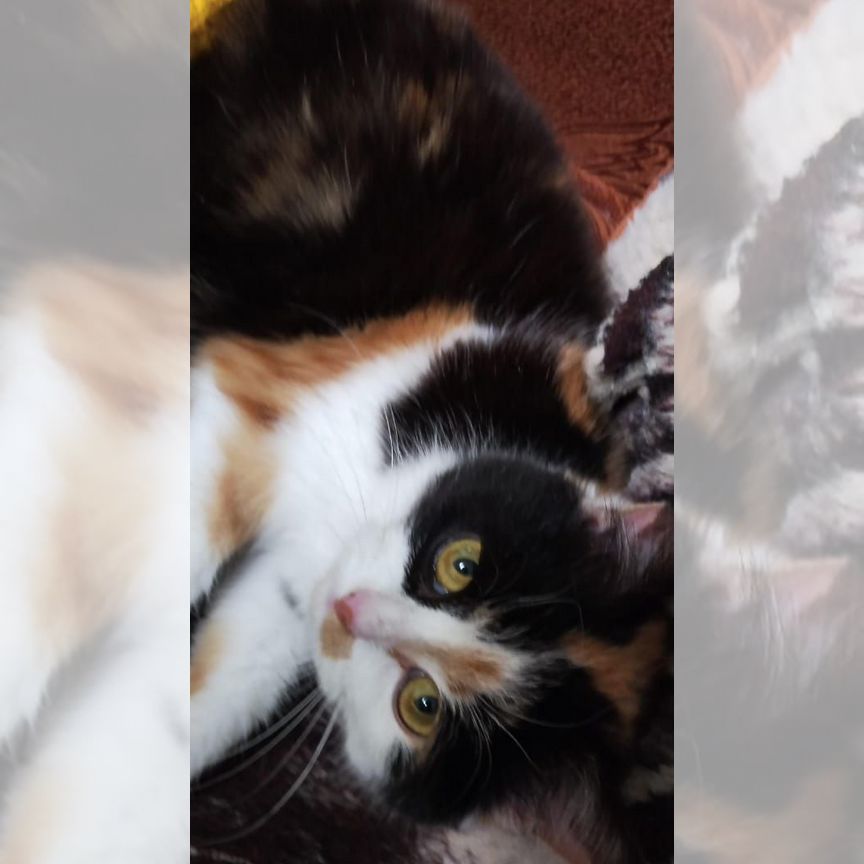 Договорюсь - о скупке продуктов на корм животным