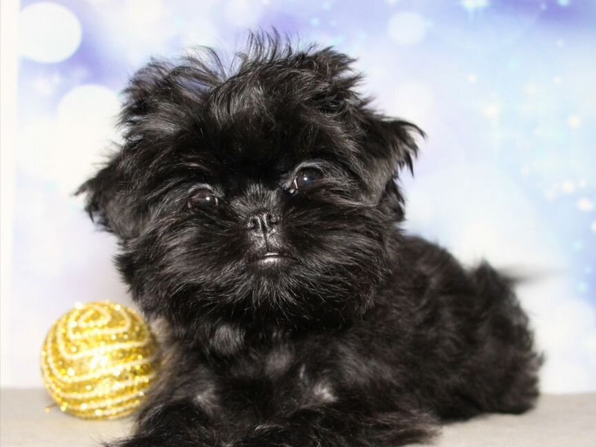 Аффенпинчер