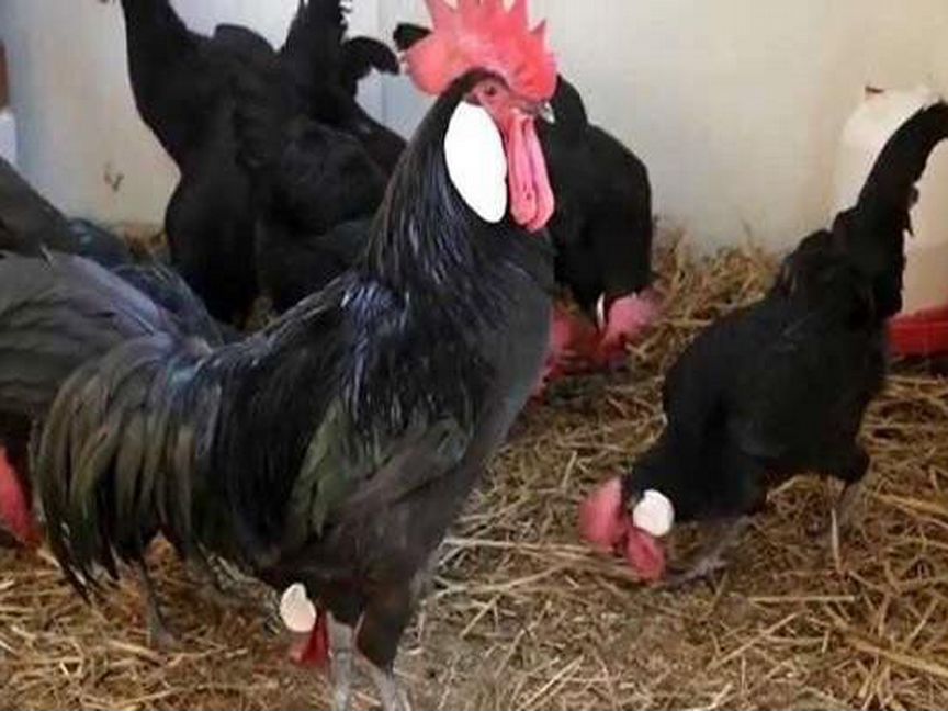 Цыплята несушки