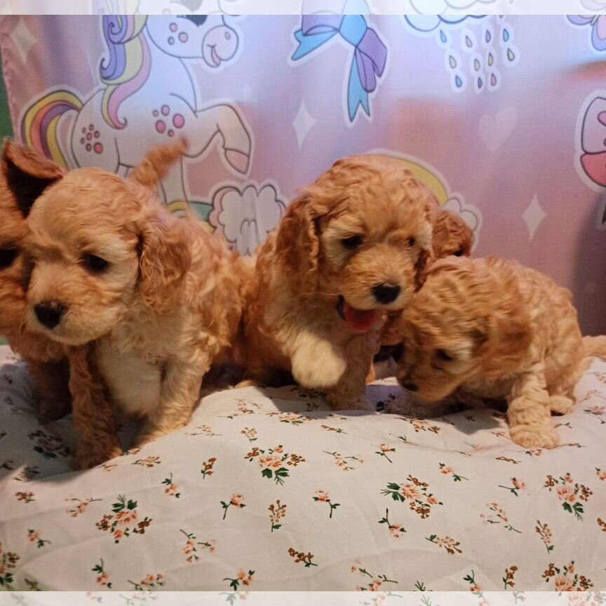 Мальтипу LUX exclusive super mini baby face
