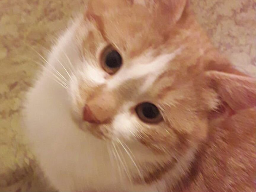 Солнечный нежный котик 5 мес