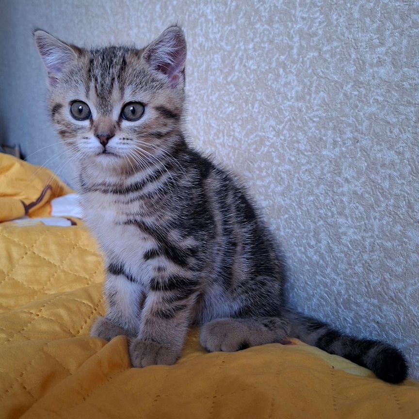 Шотландский вислоухий короткошёрстный котёнок