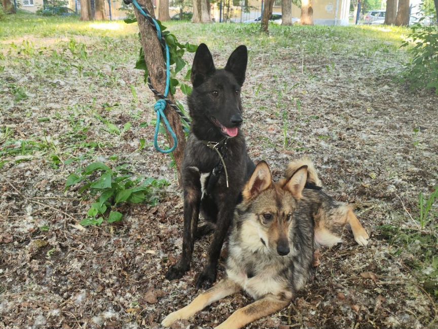 Помесь овчарка собака в добрые руки