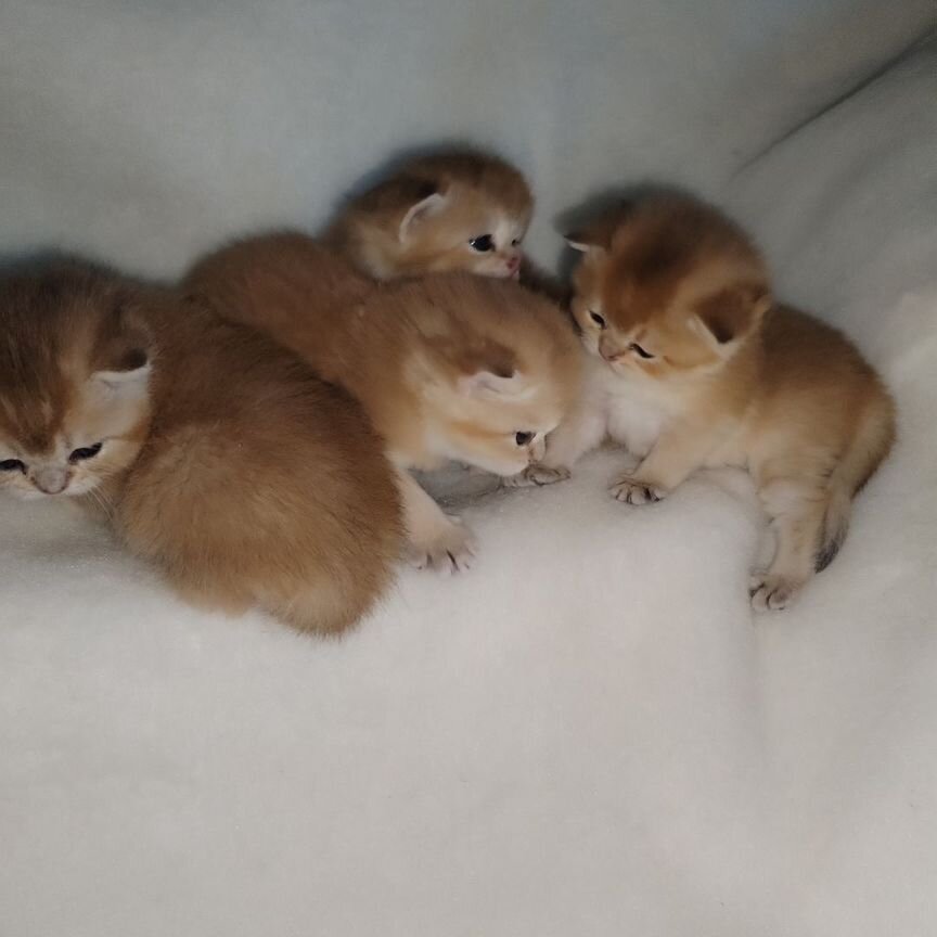Британские котята золотая шиншилла