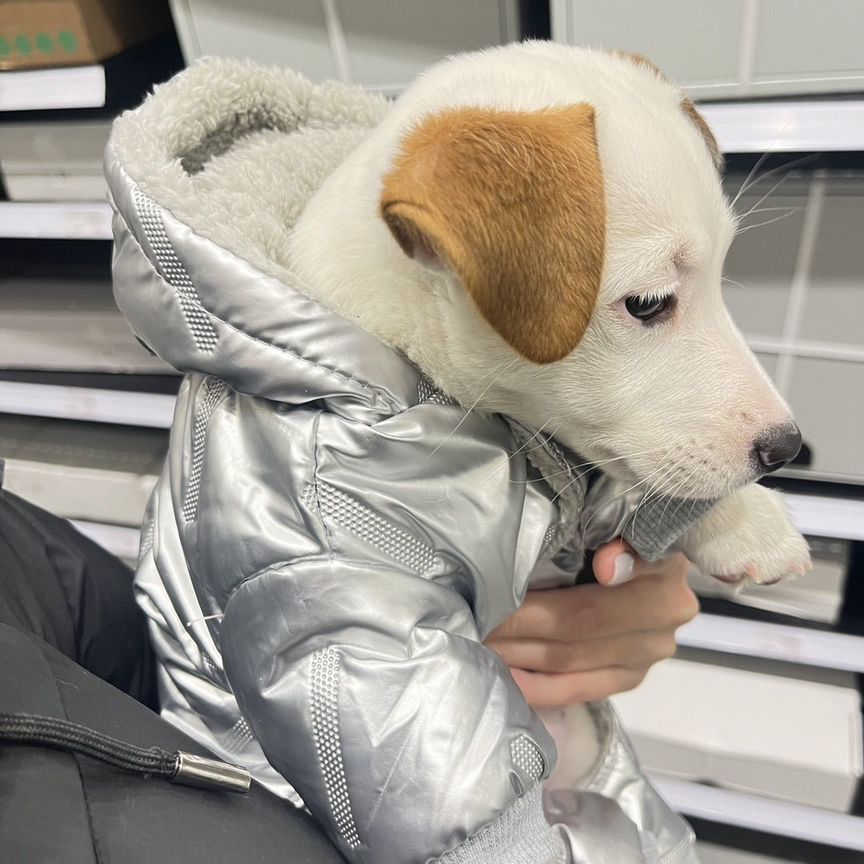 Костюм для собак