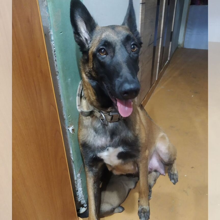 Бельгийская овчарка, щенок