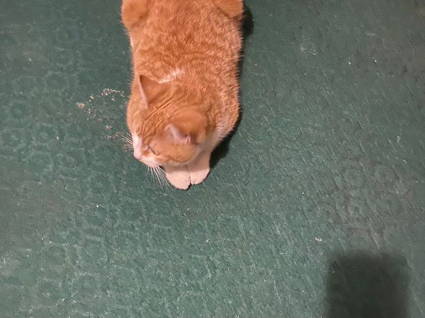 Найден потеряшка