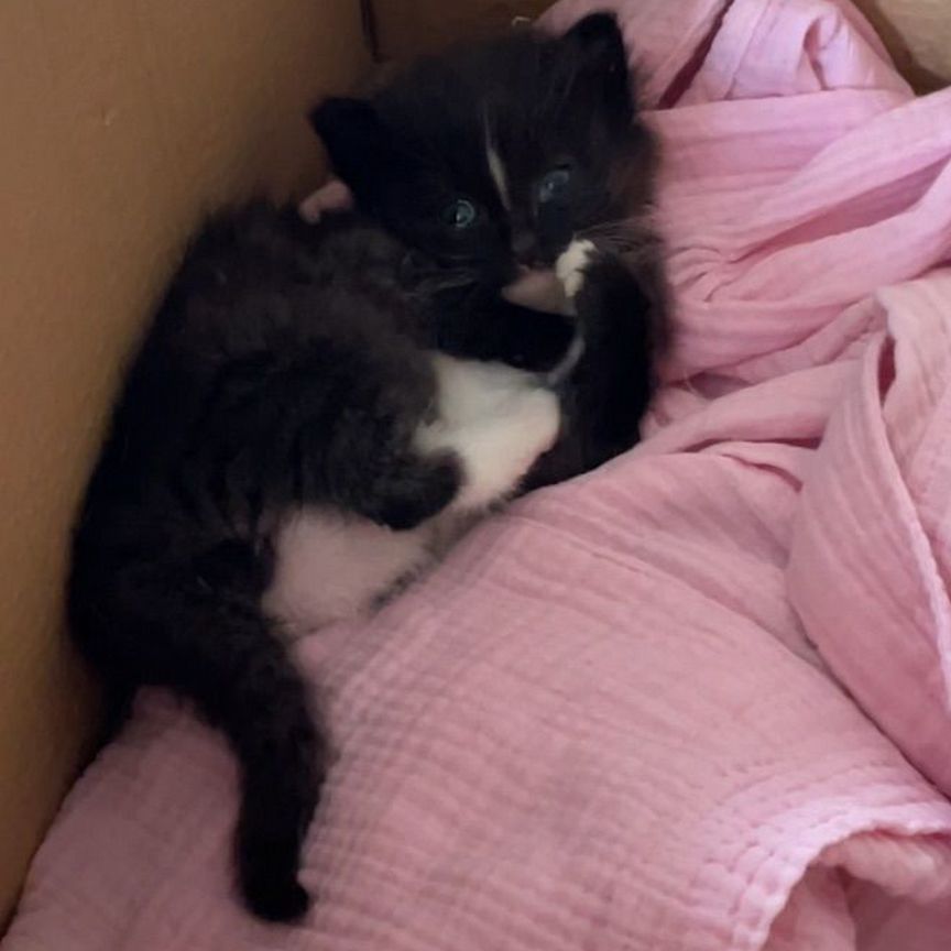Котёнок в добрые руки