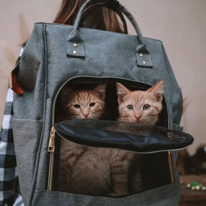 Сумка переноска для маленьких собак и кошек