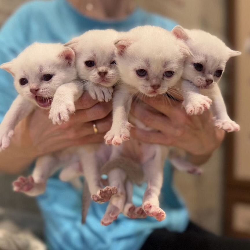 Шотландские котята