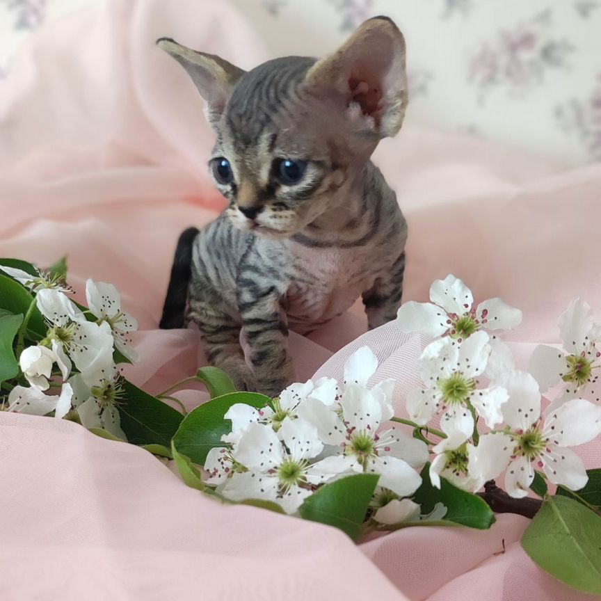 Животные