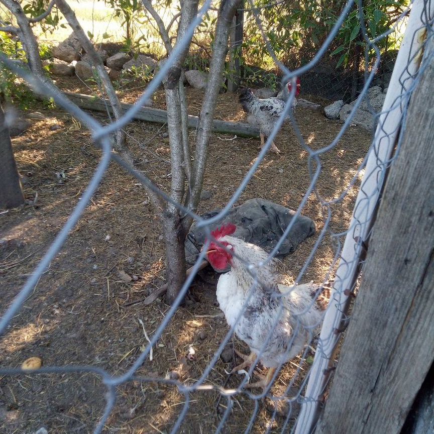 Продам питуха