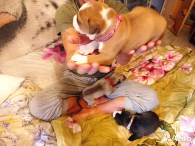 Щенки Питбуля