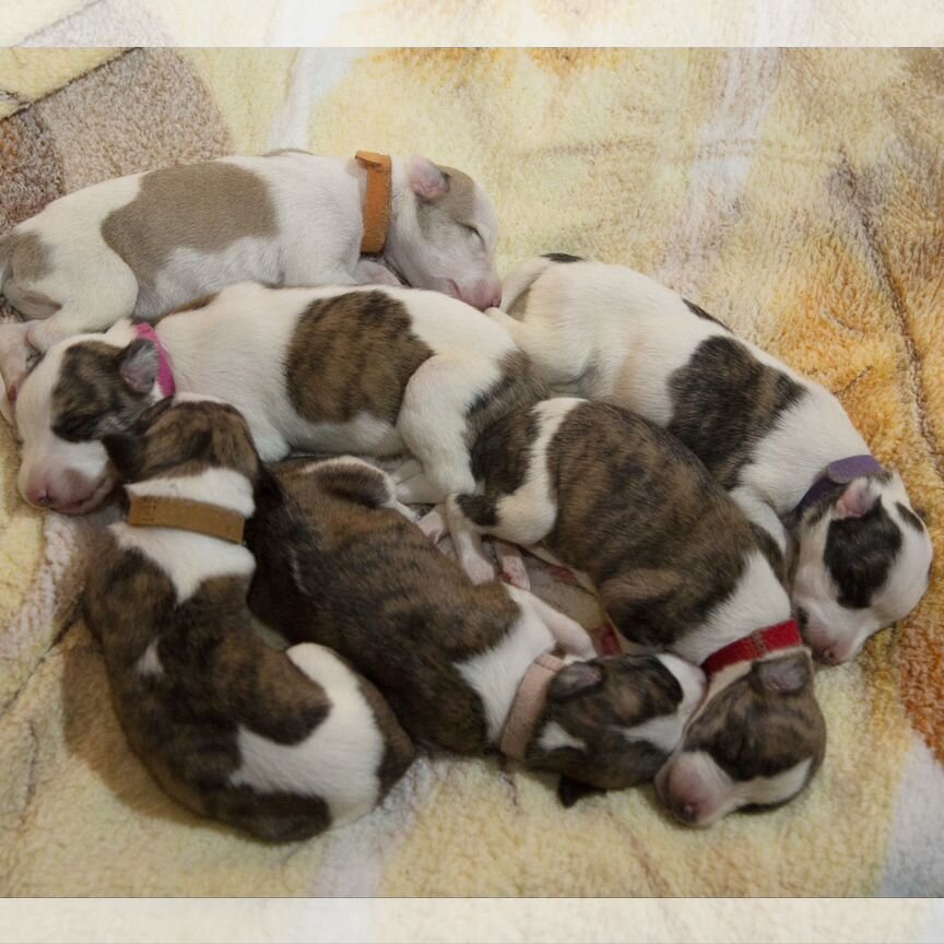 Уиппет, щенок