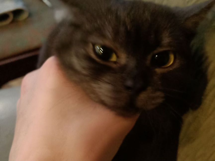 Кошка полубританская