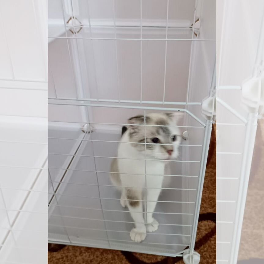 Шотландский вислоухий короткошёрстный котёнок