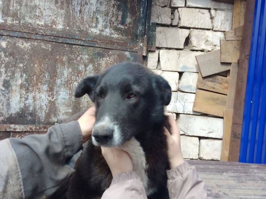 Собака в добрые руки